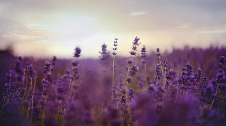 Top 13 Leacuri Băbești Pentru Acnee - Mai Funcționează Și Azi ...